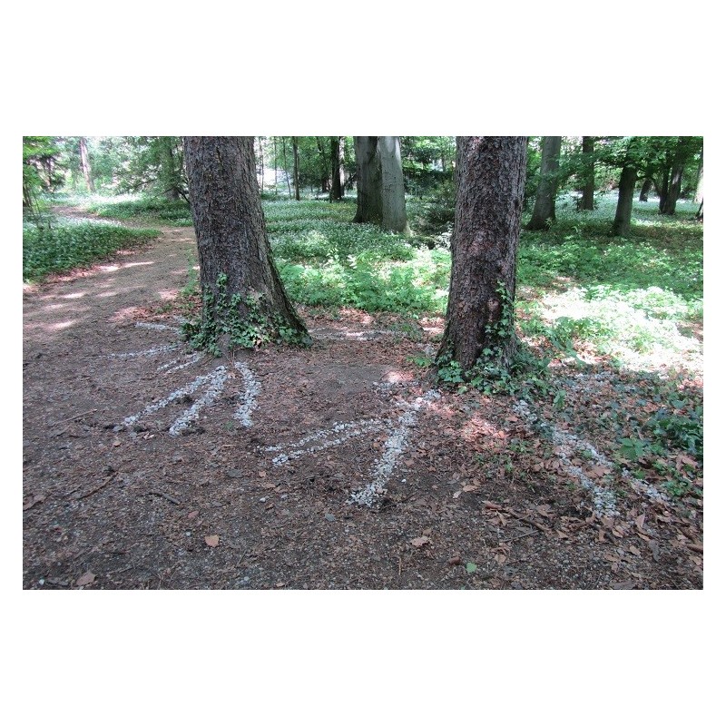 Root Detector | Fakopp